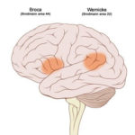Functional Areas of the Brain and Their Astonishing Capabilities
