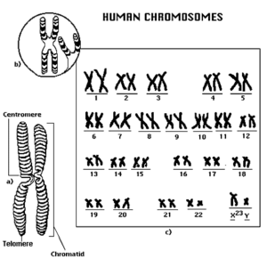 DNA Full Form: Guide for Beginners to Understand What it Is