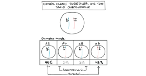 5-Step Guide to Understand Linked Genes & Chromosome Meiosis